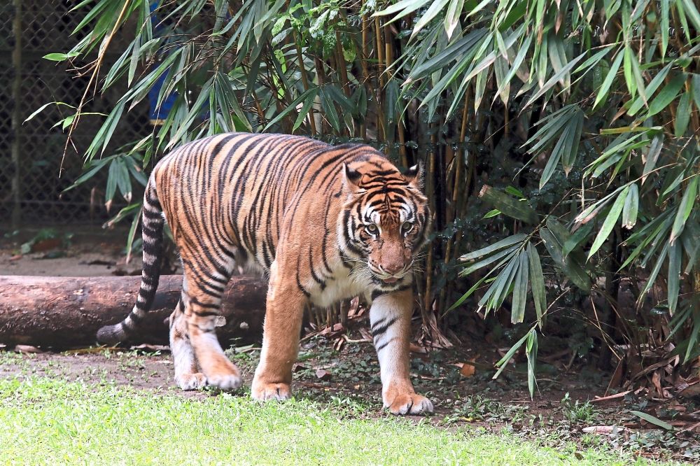 Perhilitan probing viral video of 'tiger' roaring near Kluang housing ...