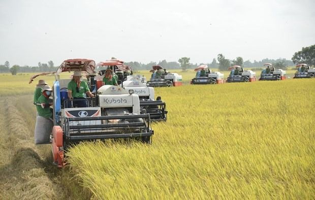 Vietnam rice exports expected to hit US$5bil this year | The Star