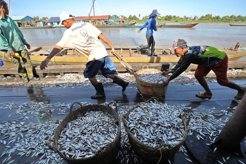 Minister hopeful on fish production as prahok season begins in Cambodia ...
