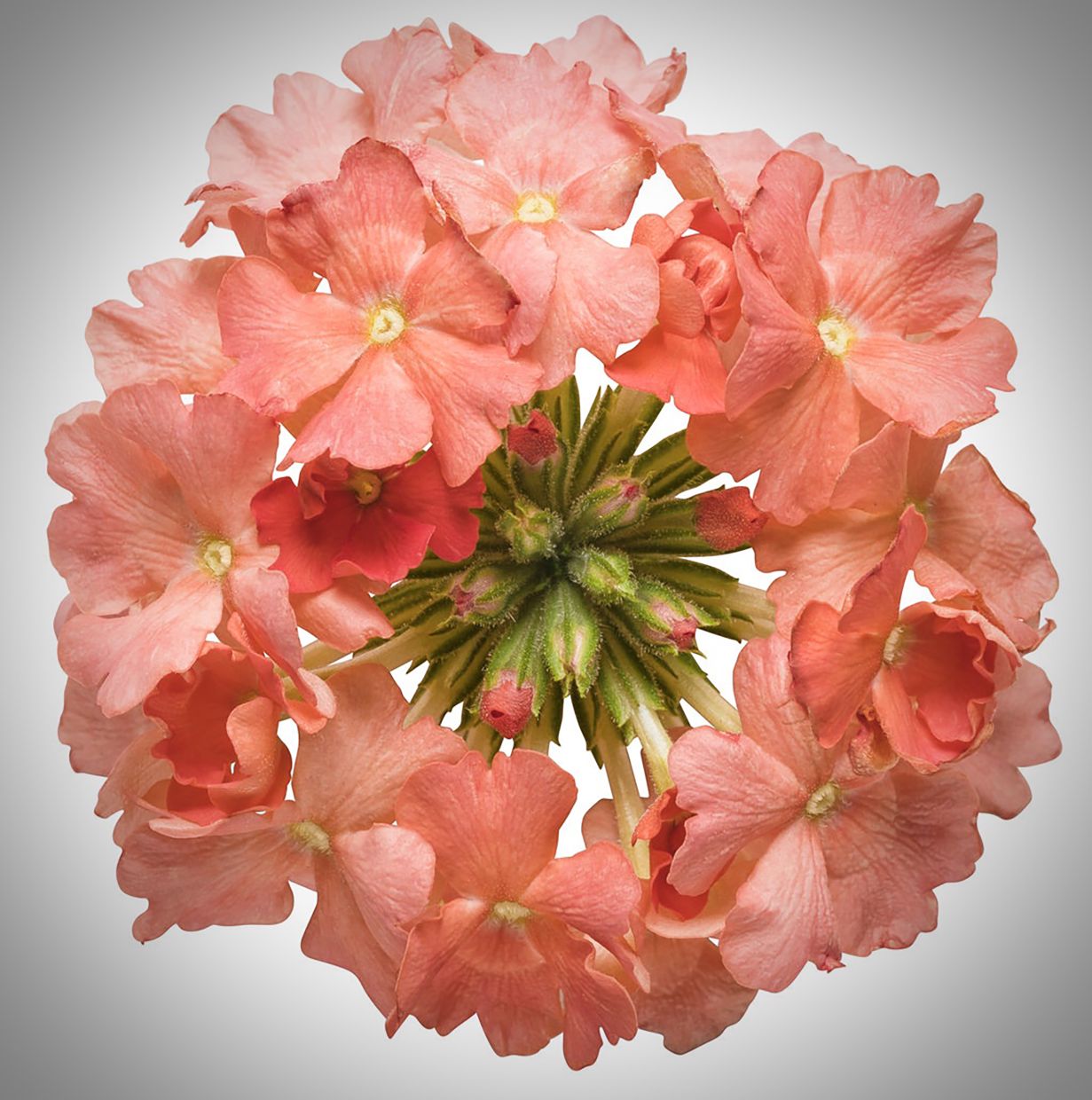 On Gardening: Pantone goes peach, a perfect colour for the garden | The ...