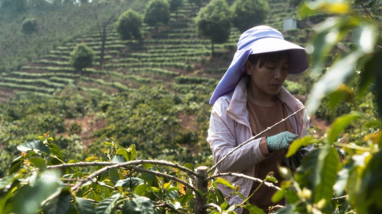 China’s ‘first coffee village’ brewing up change amid digital transformation as jobseekers give ...