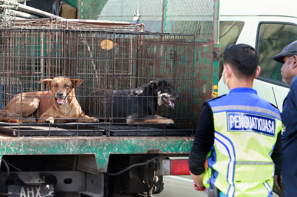 Perak govt to organise Trap-Neuter-Release programme to tackle stray ...