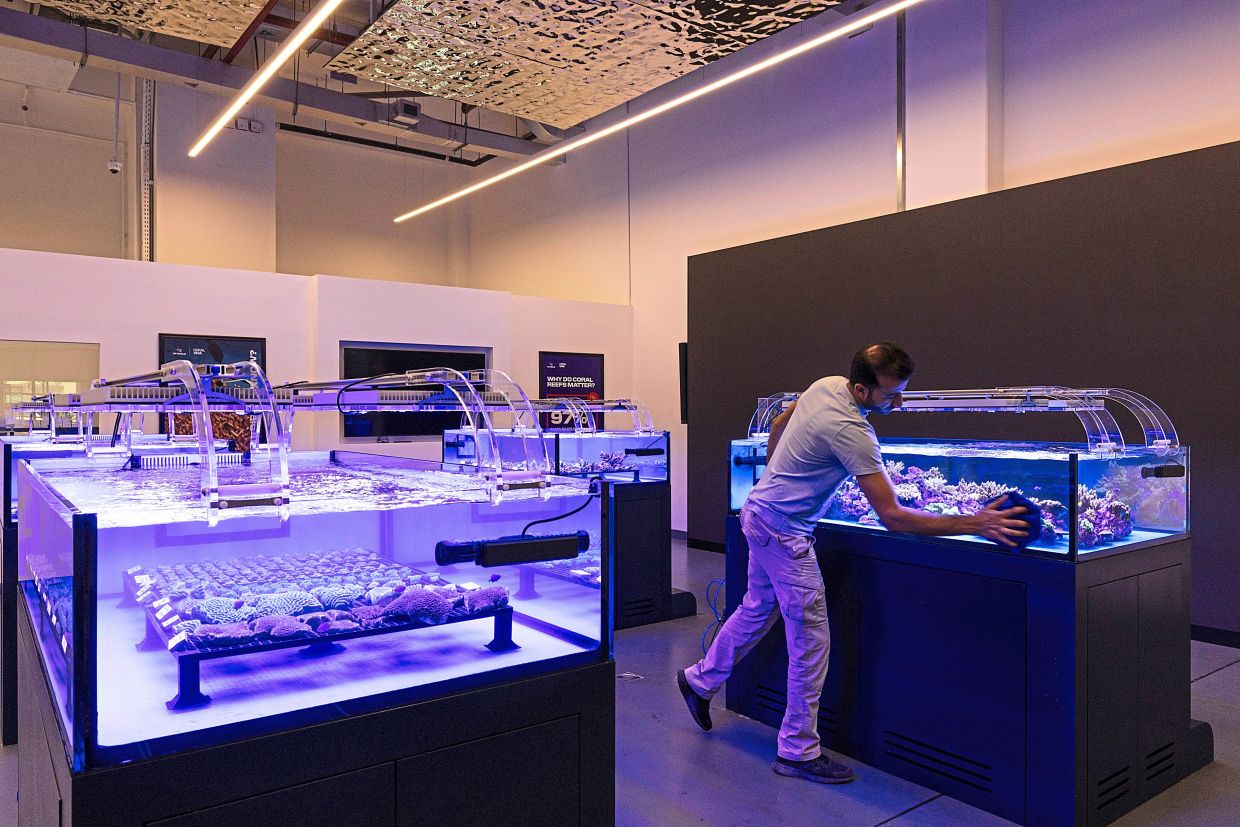 Land-based lab helps save corals | The Star