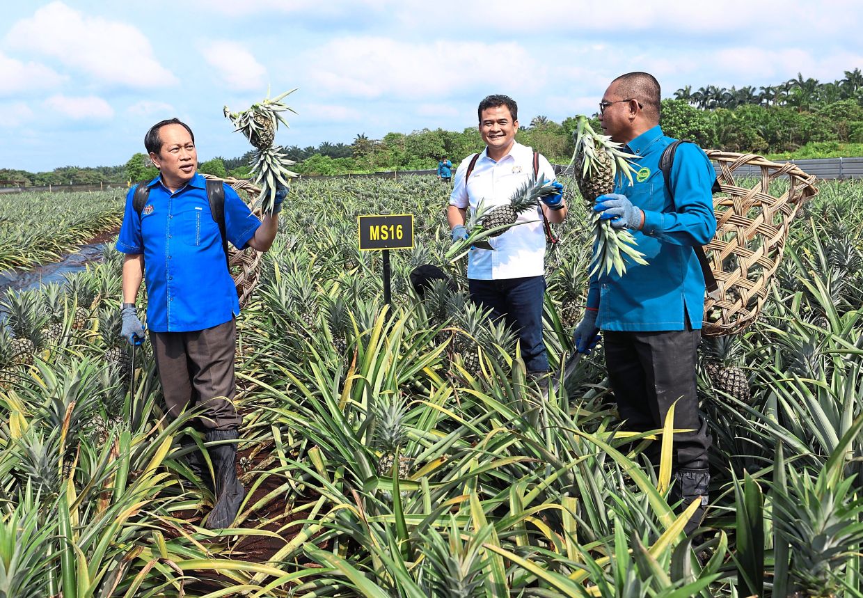Treat for pineapple lovers | The Star