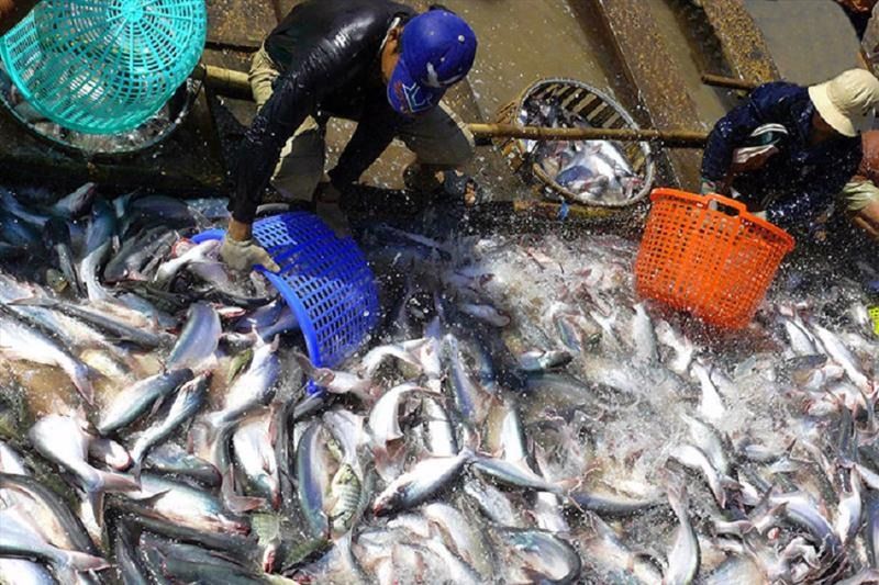 Vietnam targets US$2bil in its famous Tra fish exports in 2024 | The Star