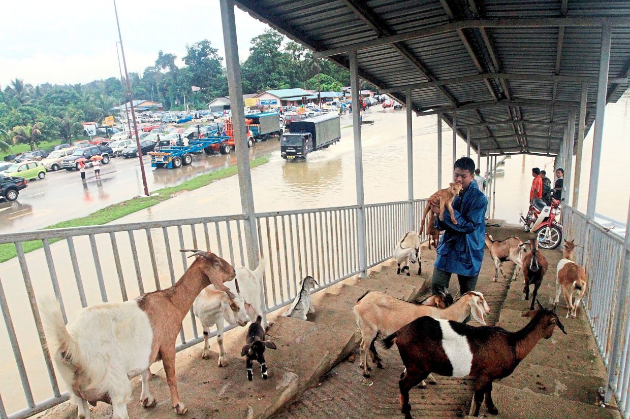 Animals must be included in flood management plans | The Star