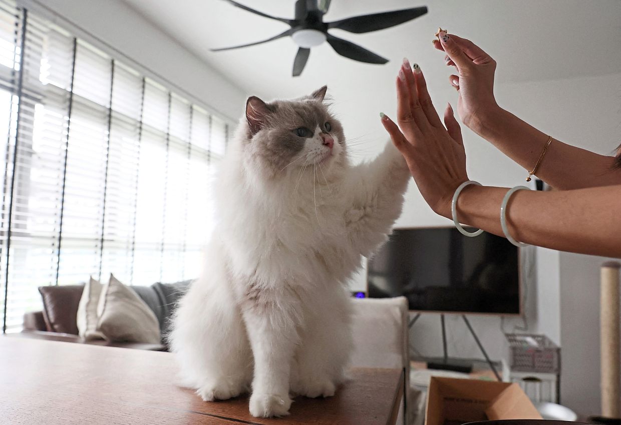 Clandestine cats to get legal status | The Star