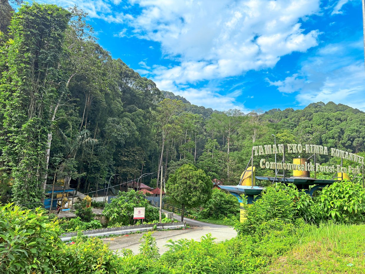 Showcasing Selangor’s rich forest heritage | The Star