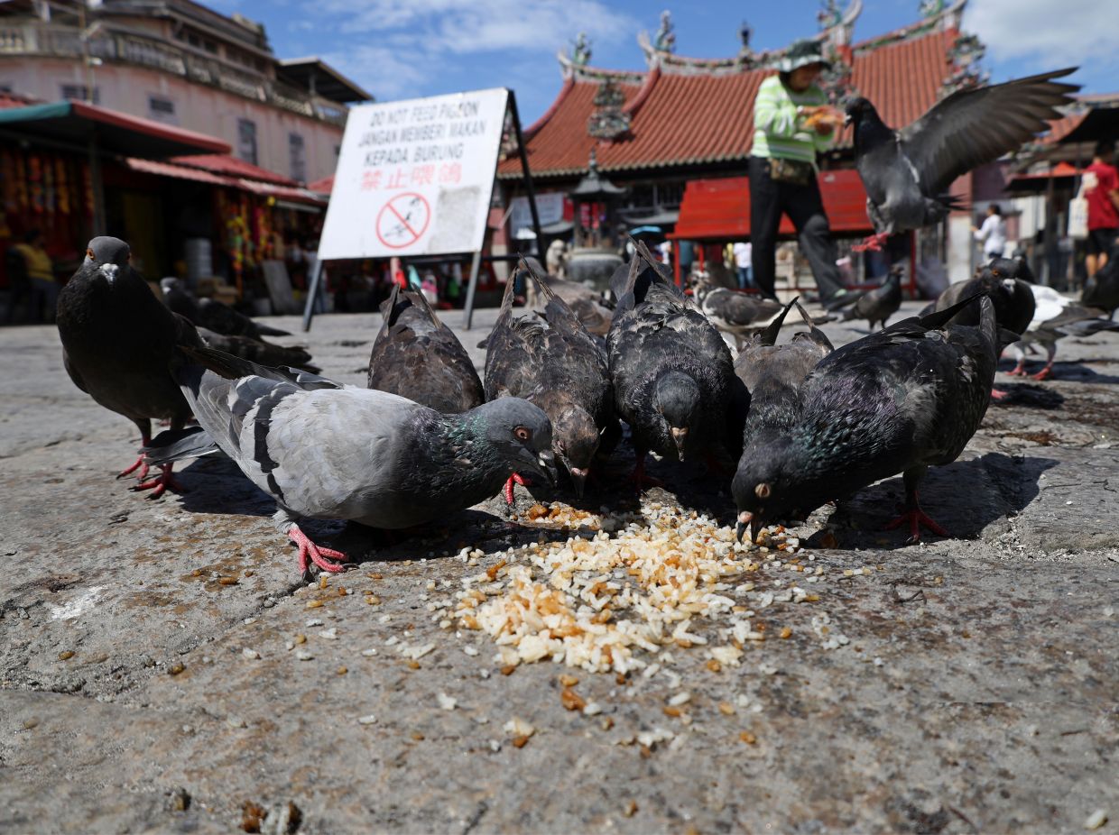 Stop feeding pigeons to curb diseases, urges expert | The Star