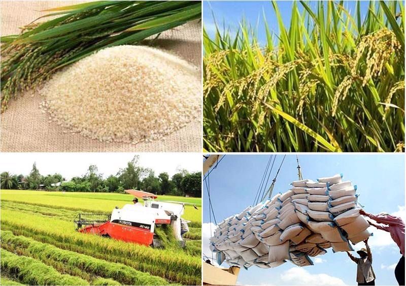 Vietnam's rice export soars to record high in 2023 | The Star