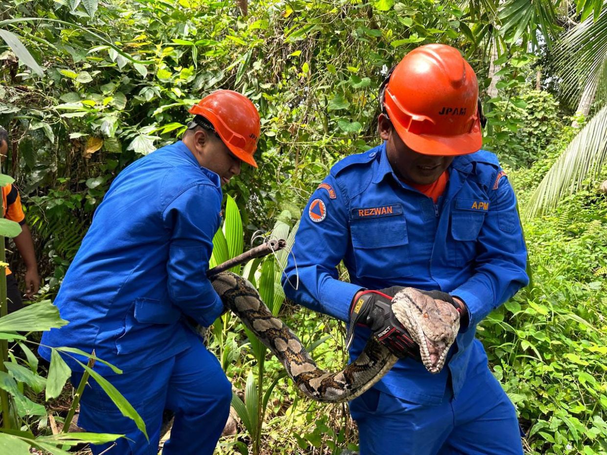 QuickCheck: Was a python caught just after swallowing a wild boar in ...