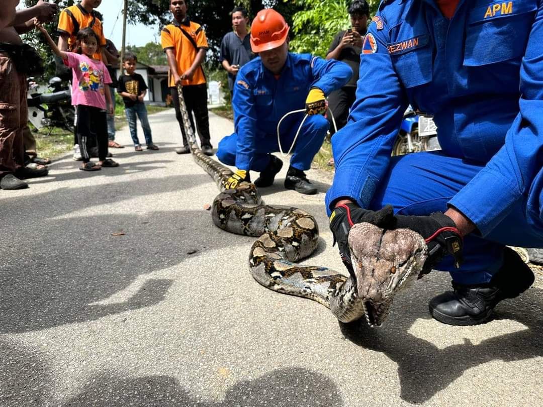 QuickCheck: Was a python caught just after swallowing a wild boar in ...