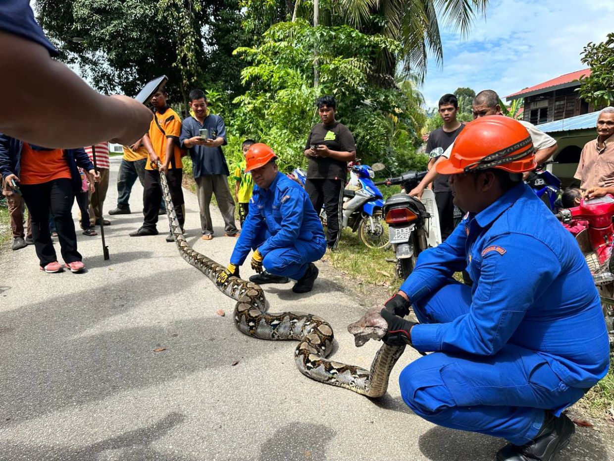 QuickCheck: Was a python caught just after swallowing a wild boar in ...