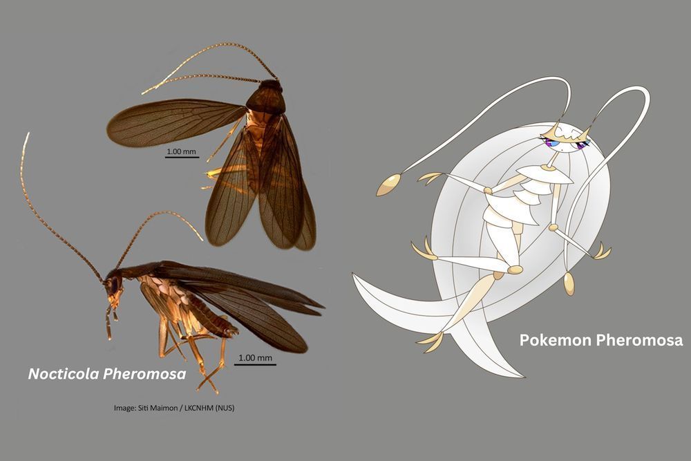 QuickCheck: Is there a cockroach named after a Pokémon? | The Star