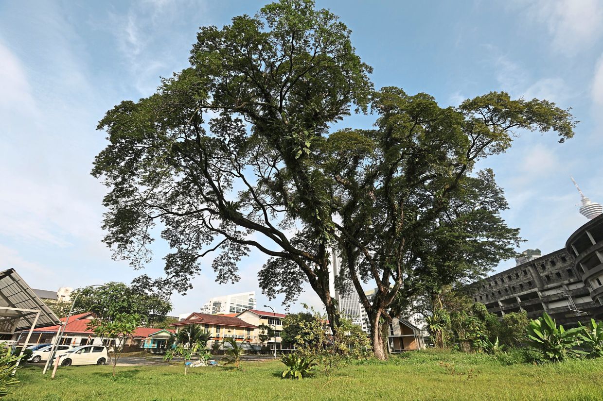Urban farm programme in KL aims to build a strong connection to food ...