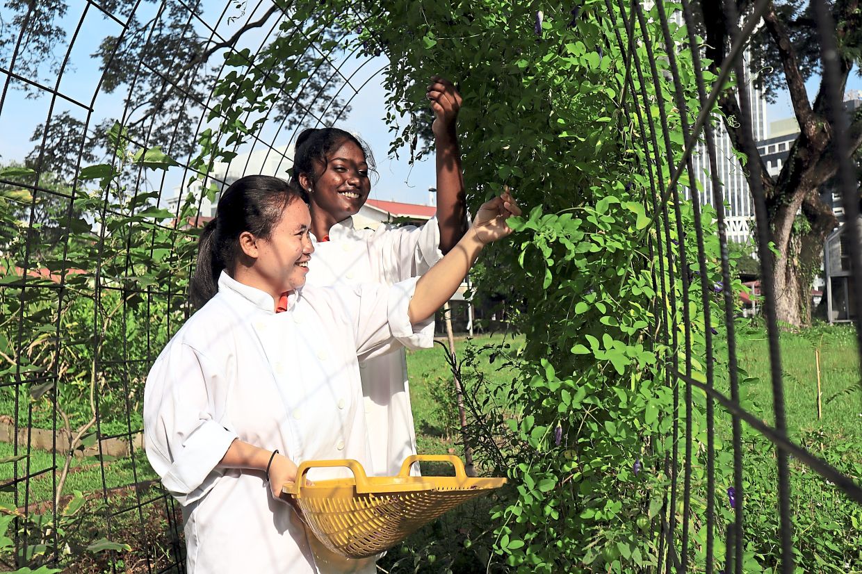 Urban farm programme in KL aims to build a strong connection to food ...