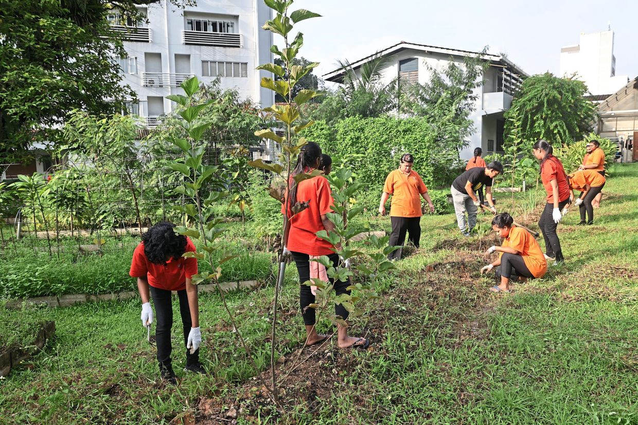 Urban farm programme in KL aims to build a strong connection to food ...