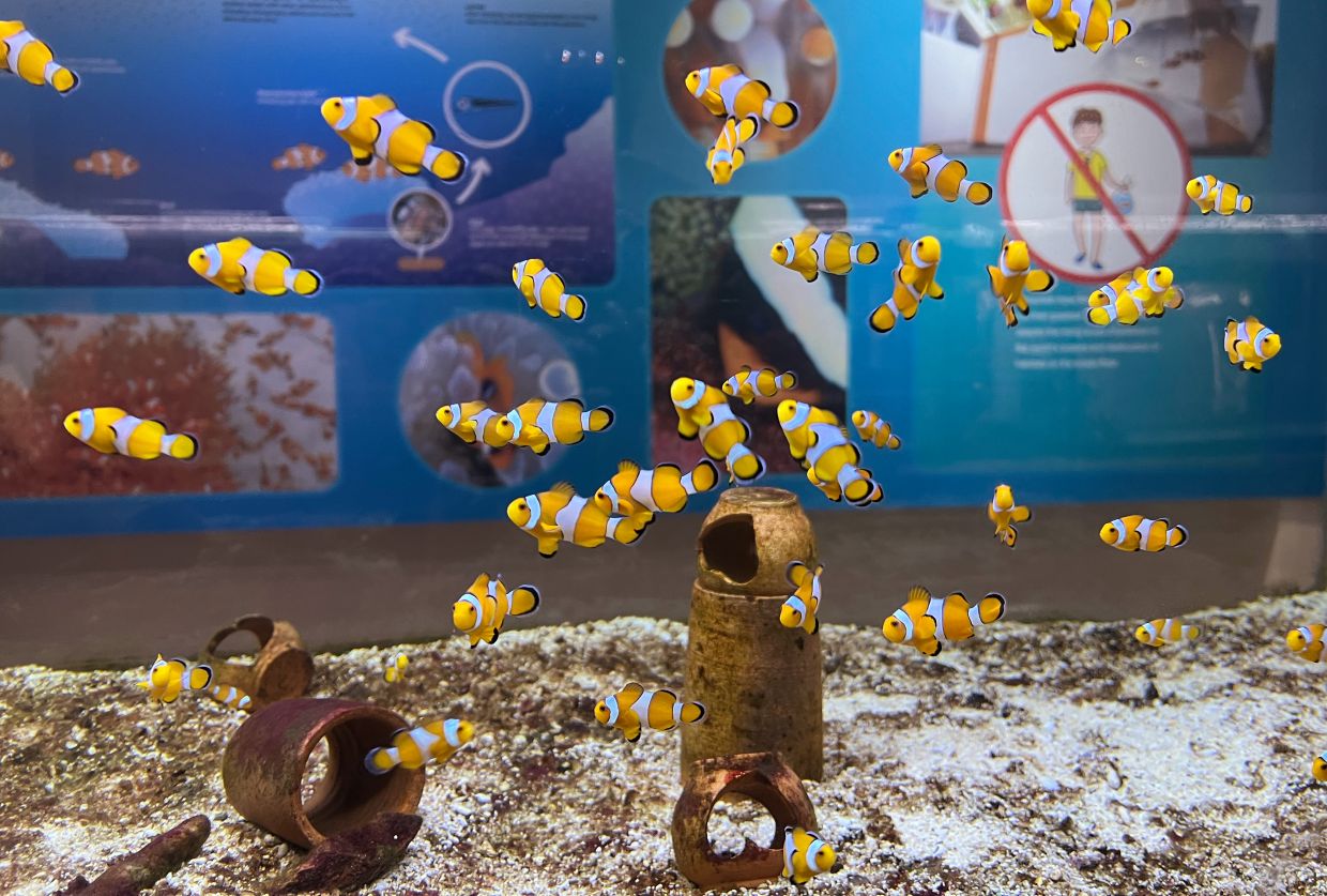 Decimating Nemo: How the attention on clownfish is threatening the ...