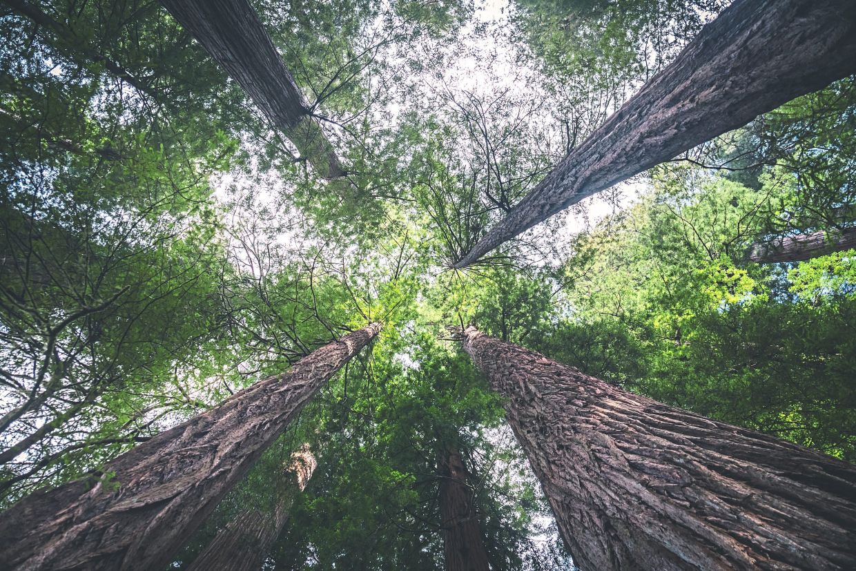 QuickCheck: Is it true that some trees can 'walk'? | The Star