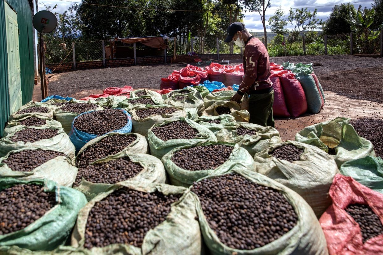 Coffee hoarding set to squeeze Vietnamese exports even further | The Star