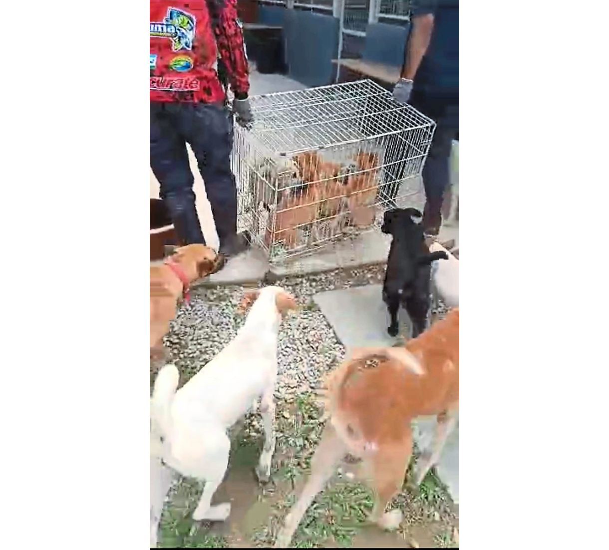 Sisters save only five out of 40 dogs | The Star