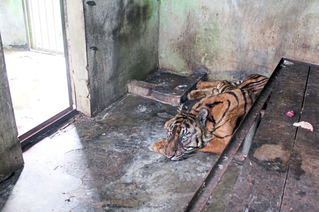 Tigers severely ill amid Medan Zoo financial crisis | The Star