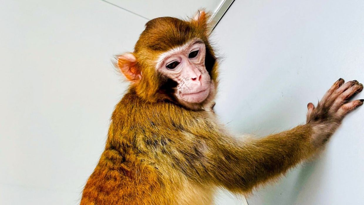 Chinese scientists clone first rhesus monkey to live into adulthood ...