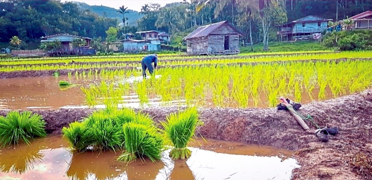 Padi farmers: Fix irrigation issues before channelling aid | The Star