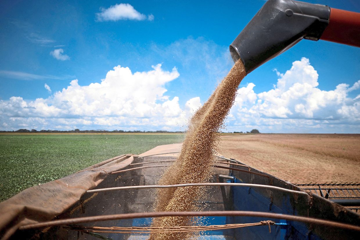 Funds step up short bets in CBOT corn, soybean off weighty data | The Star