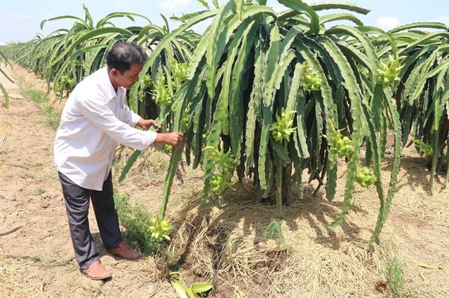 Tien Giang dragon fruit getting a foothold in demanding markets | The Star