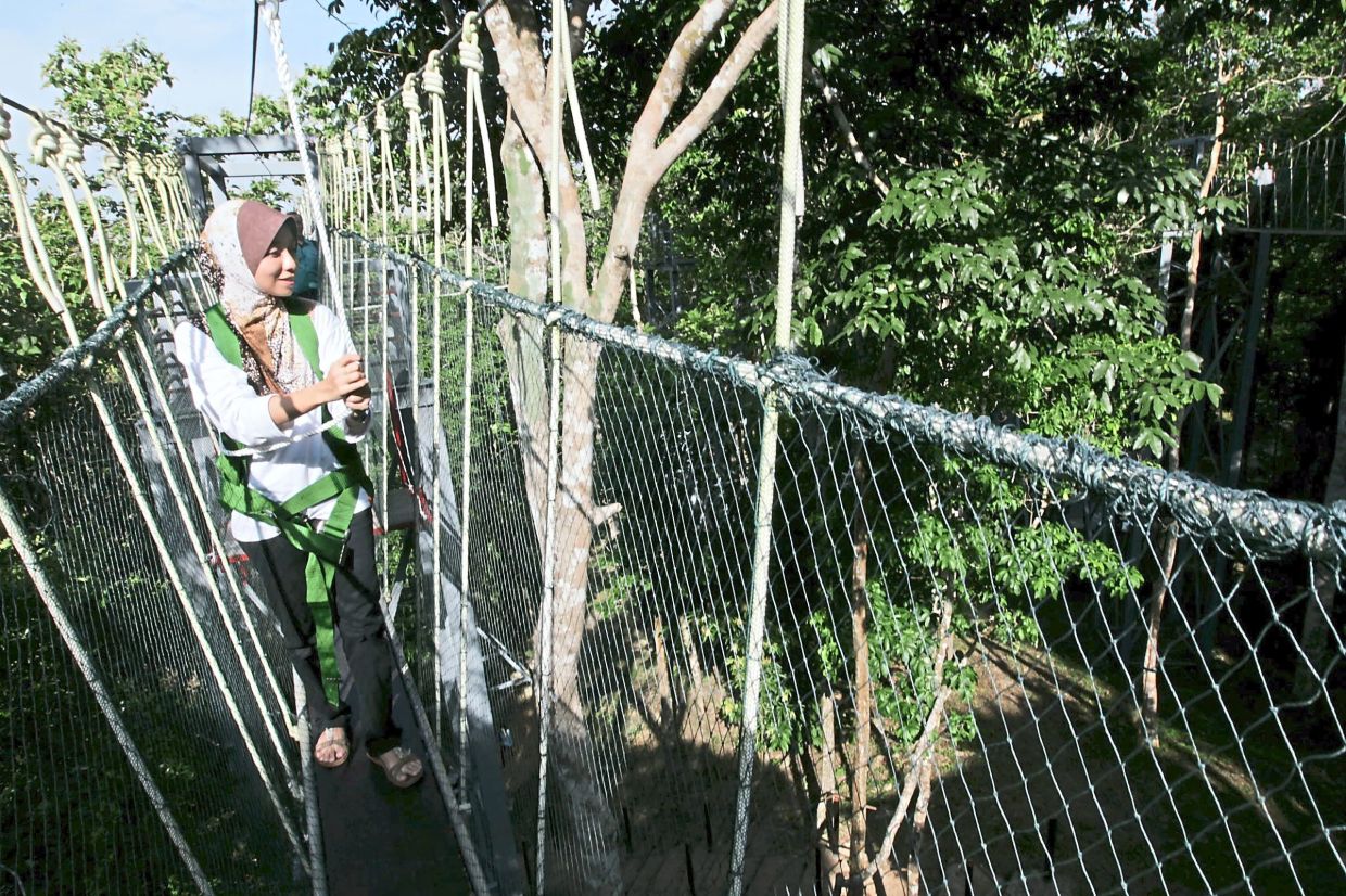 8 canopy walks in Malaysia that are perfect for any adventurous soul ...