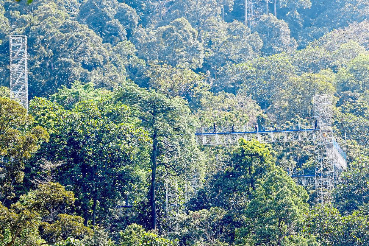 8 canopy walks in Malaysia that are perfect for any adventurous soul ...