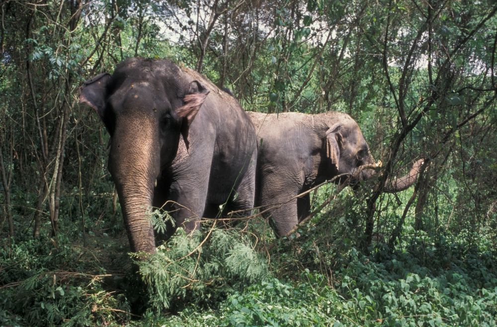 QuickCheck: Are wild elephants damaging crops at an Orang Asli village ...
