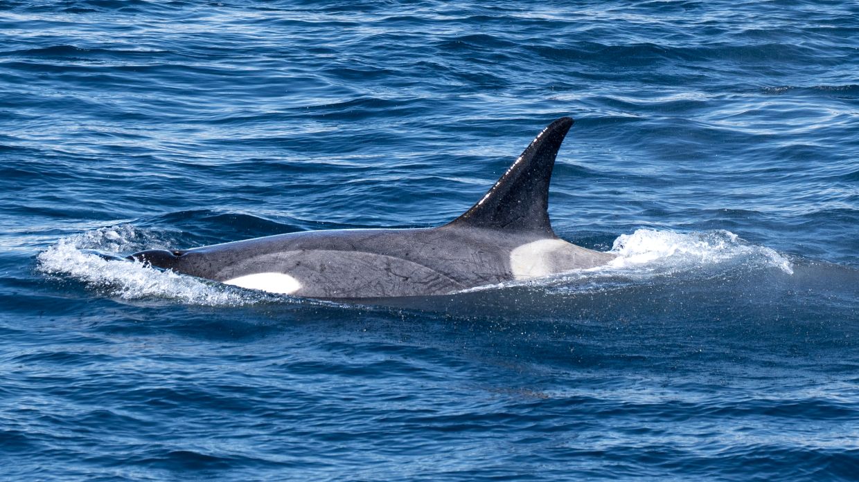 To visit the South Pole, head to the 'End Of The World' first | The Star