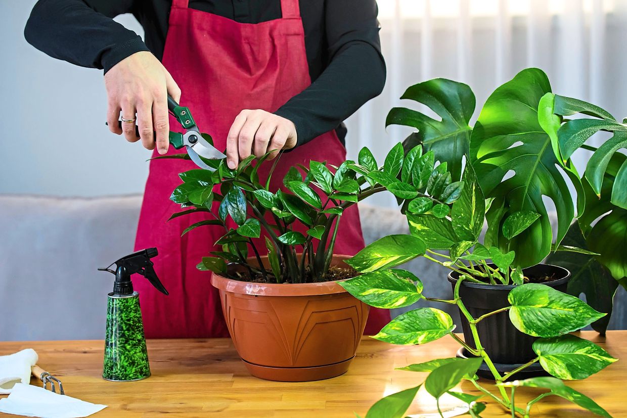 Top tips on how to boost your indoor garden’s beauty | The Star