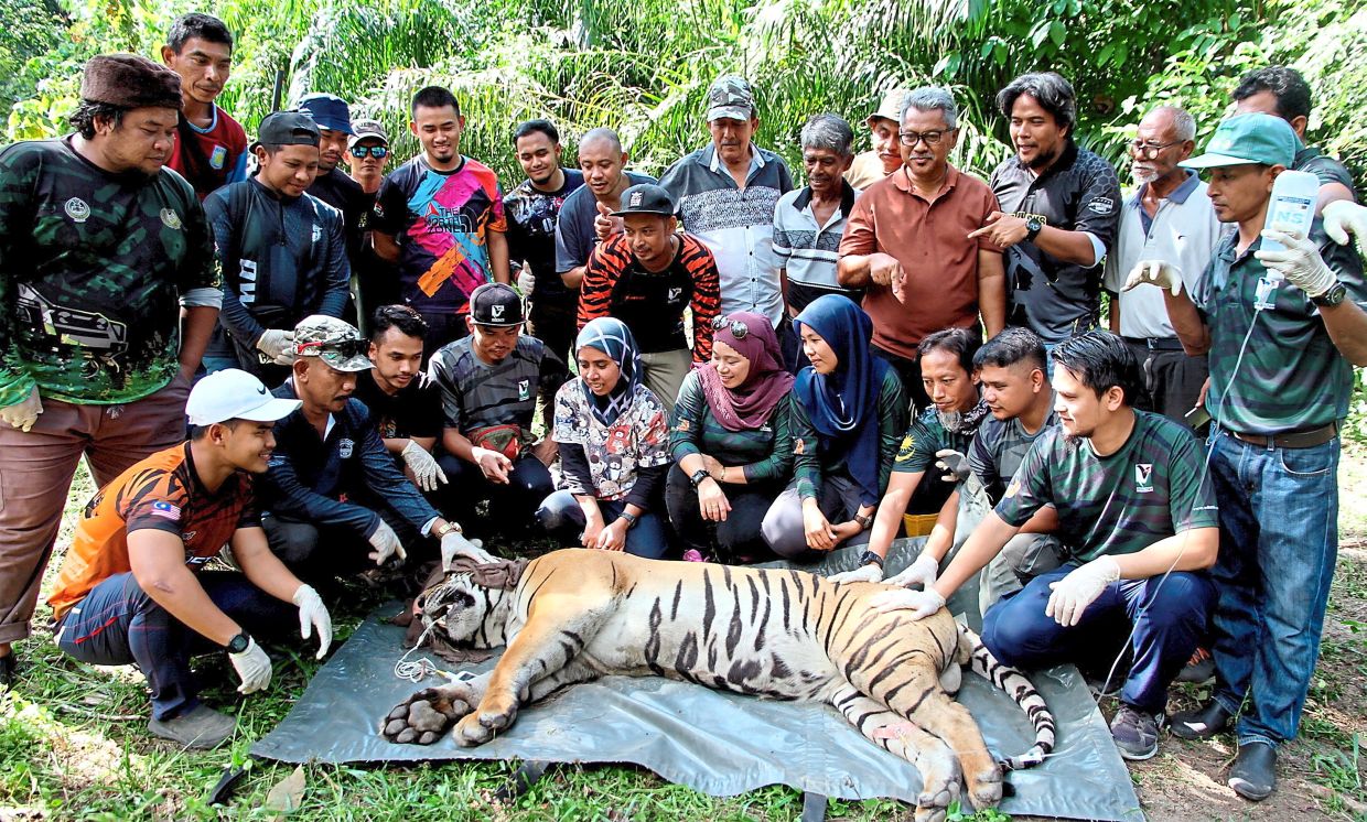 Tiger on the prowl walks into trap | The Star