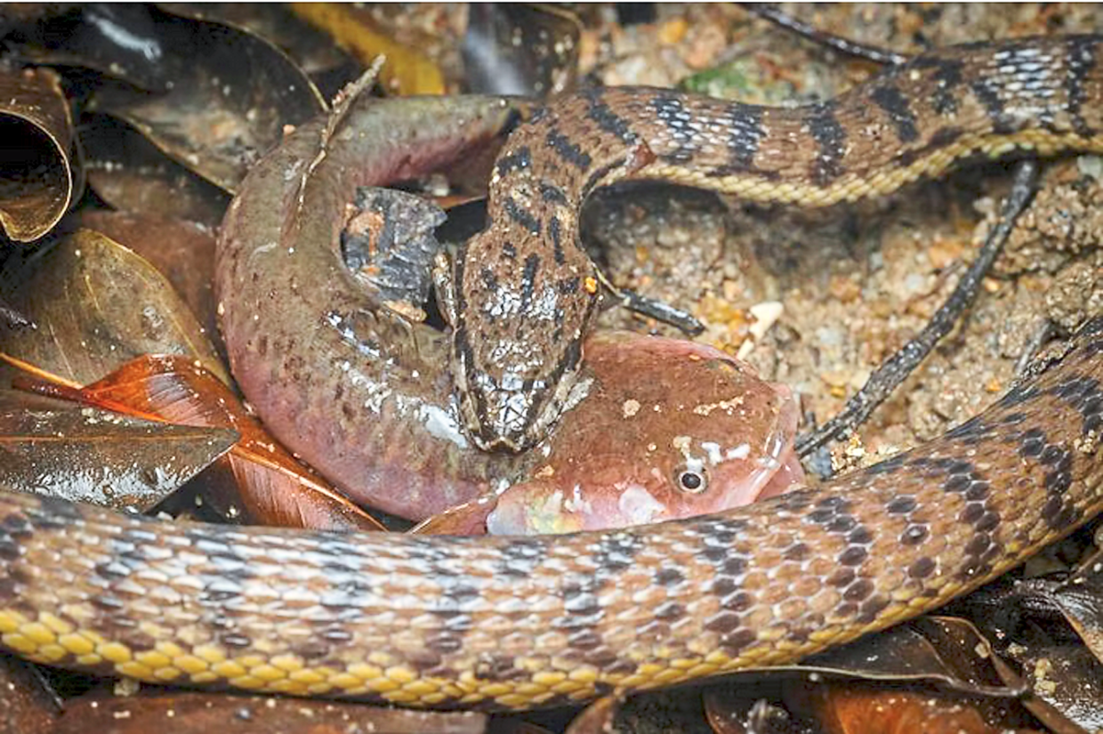 Rare fish thought extinct rediscovered in city-state | The Star