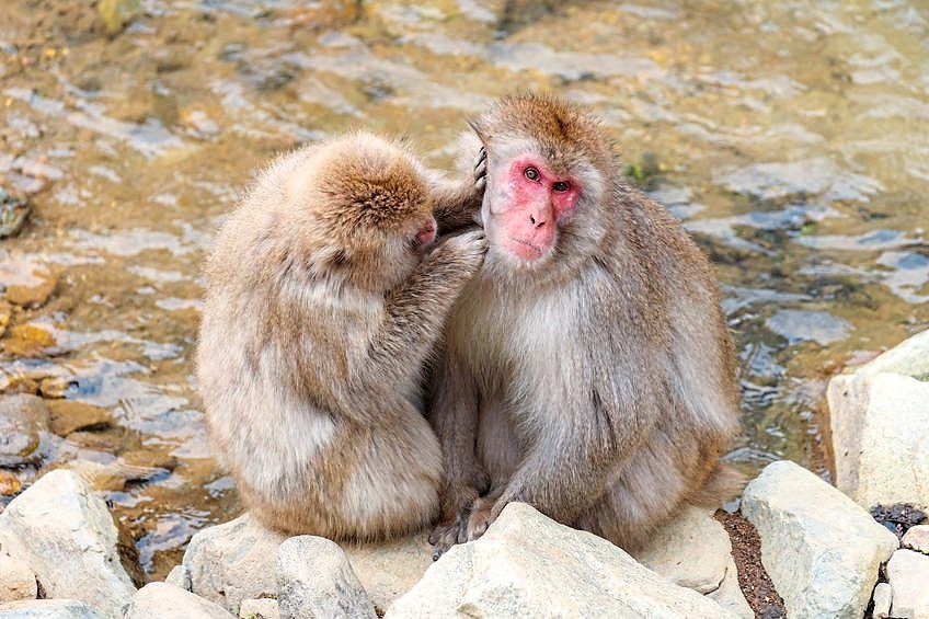 Secret language of animal greetings | The Star