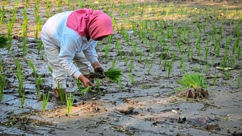 Indonesia rice prices hit record high amid delayed harvest | The Star