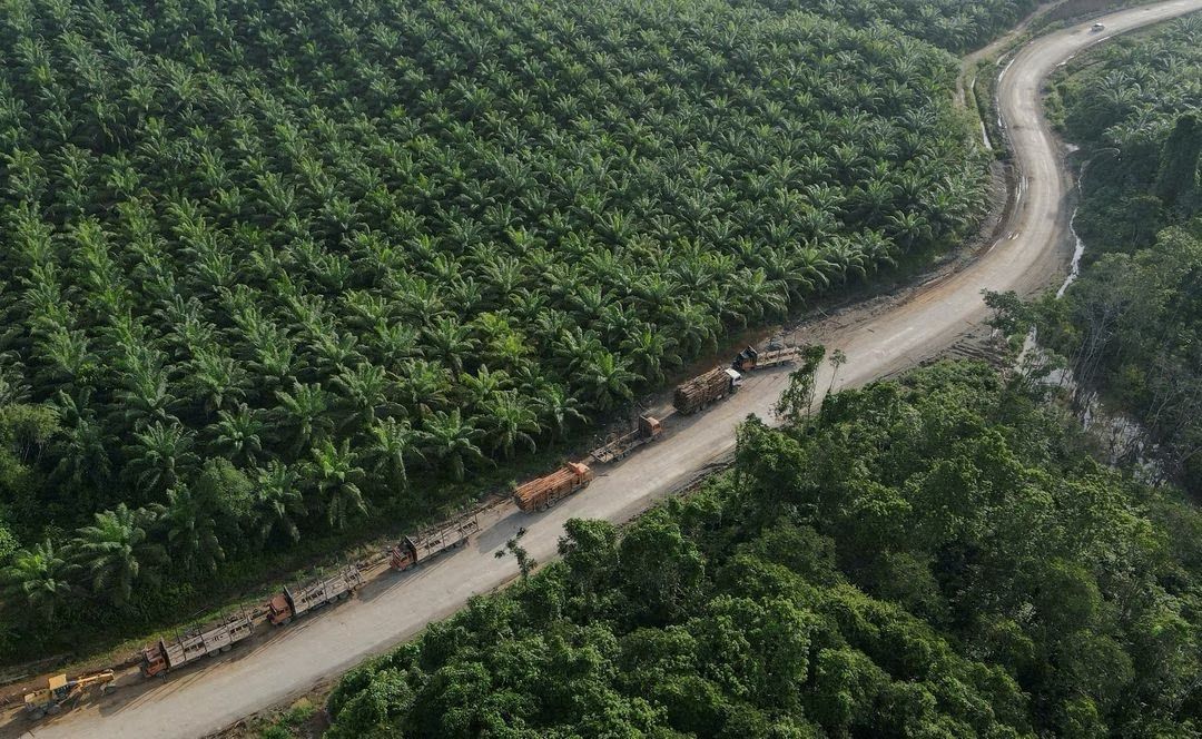 Indonesia plans to double palm oil replanting subsidy to 60 mln rupiah ...