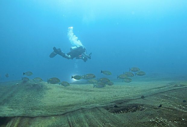Do not touch the whale sharks, Sabah Parks tells divers | The Star