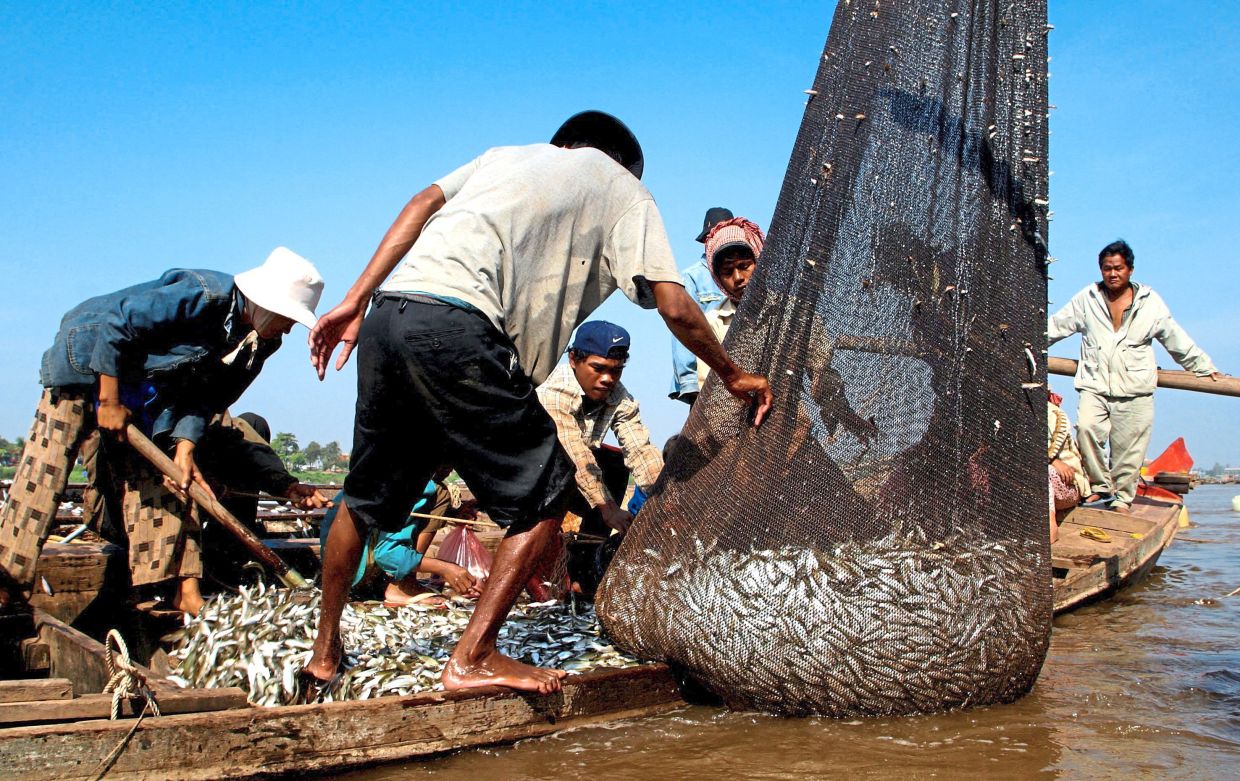 Mekong fish species face extinction | The Star
