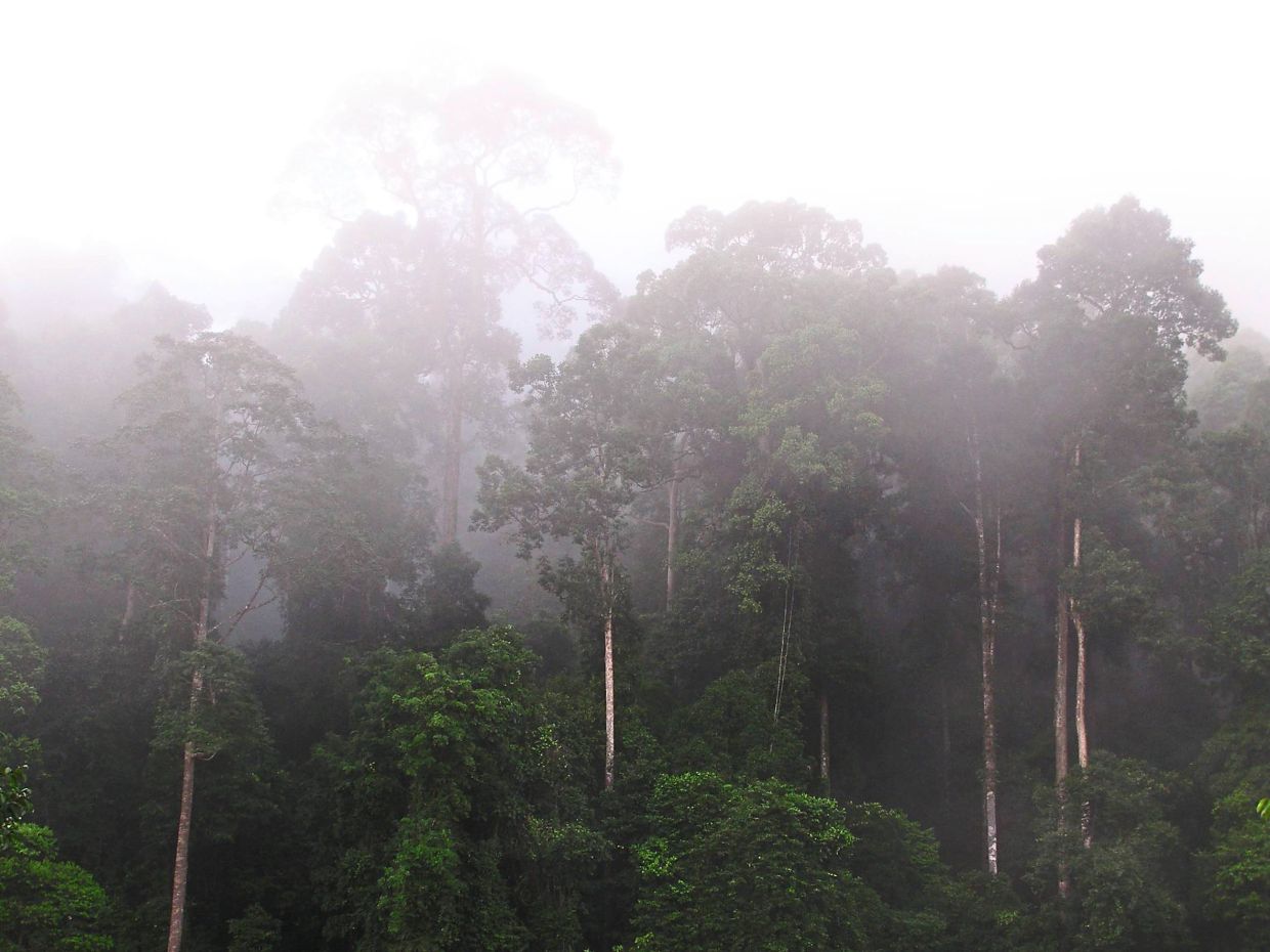 Revisit the National REDD-plus Strategy | The Star