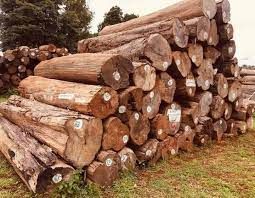 Nine suspects arrested for trafficking timber in Myanmar | The Star