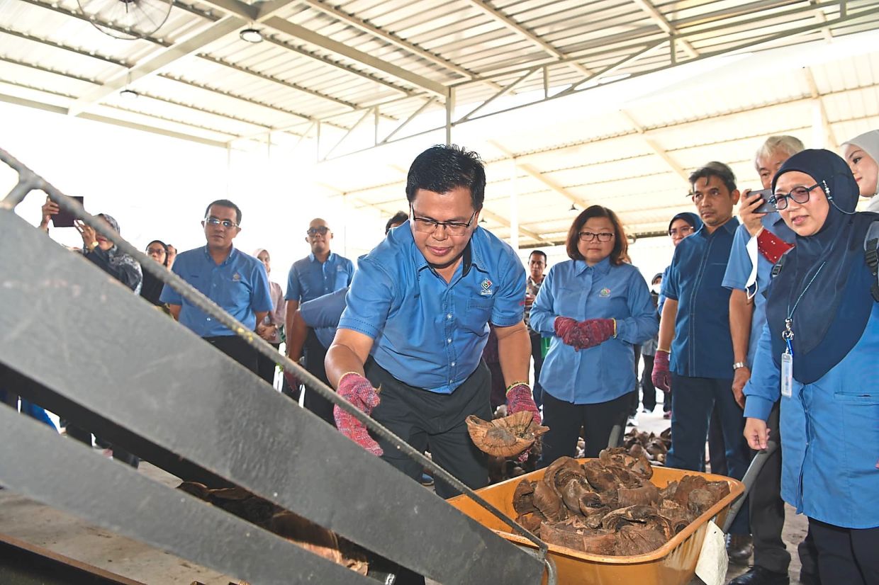 MBSJ sets up management centre to process coconut waste | The Star