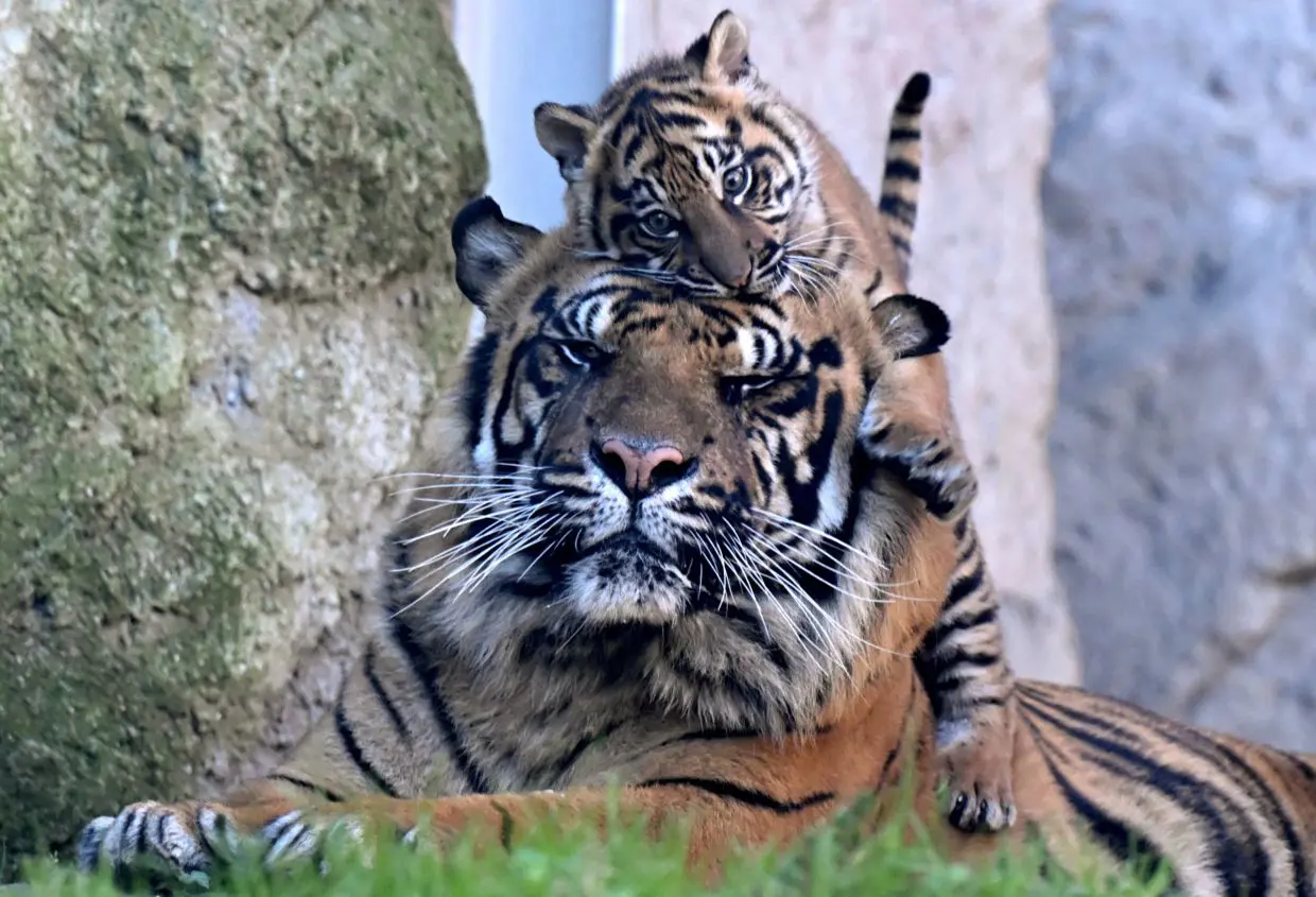 Bilder Av Sumatran Tiger