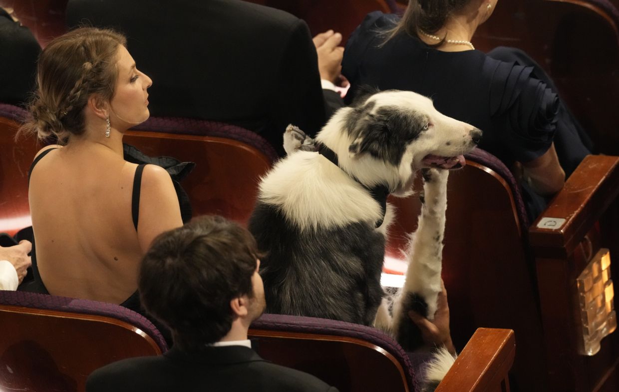 Messi the celebrity dog made it to the Oscars | The Star