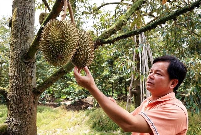 Vietnam's more than 700 durian growing areas issued export codes by ...