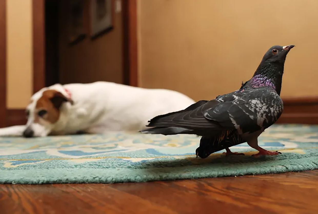 How Chicago pigeon owners and rescuers care for the city's 'permanent ...