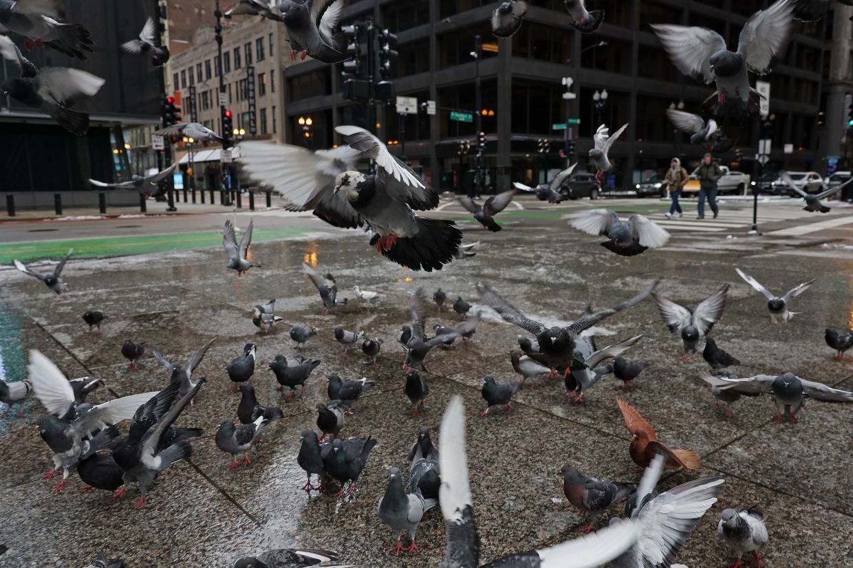 How Chicago pigeon owners and rescuers care for the city's 'permanent ...